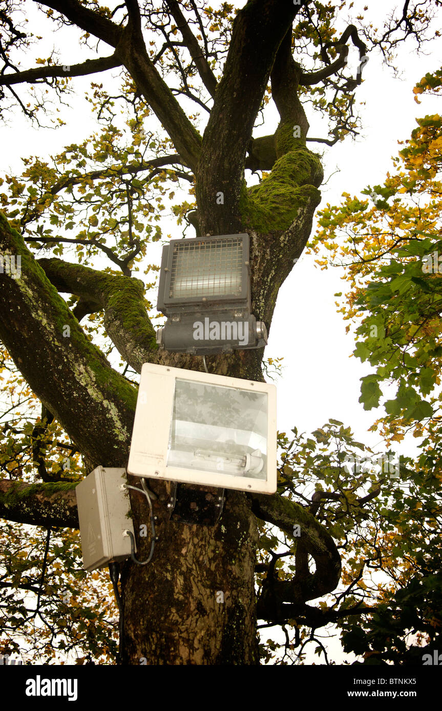Building spot lights attached to a tree Stock Photo - Alamy