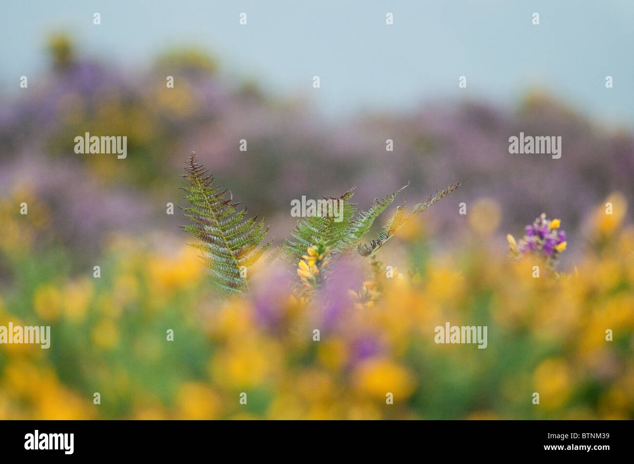 Heather bracken gorse moorland hi-res stock photography and images - Alamy