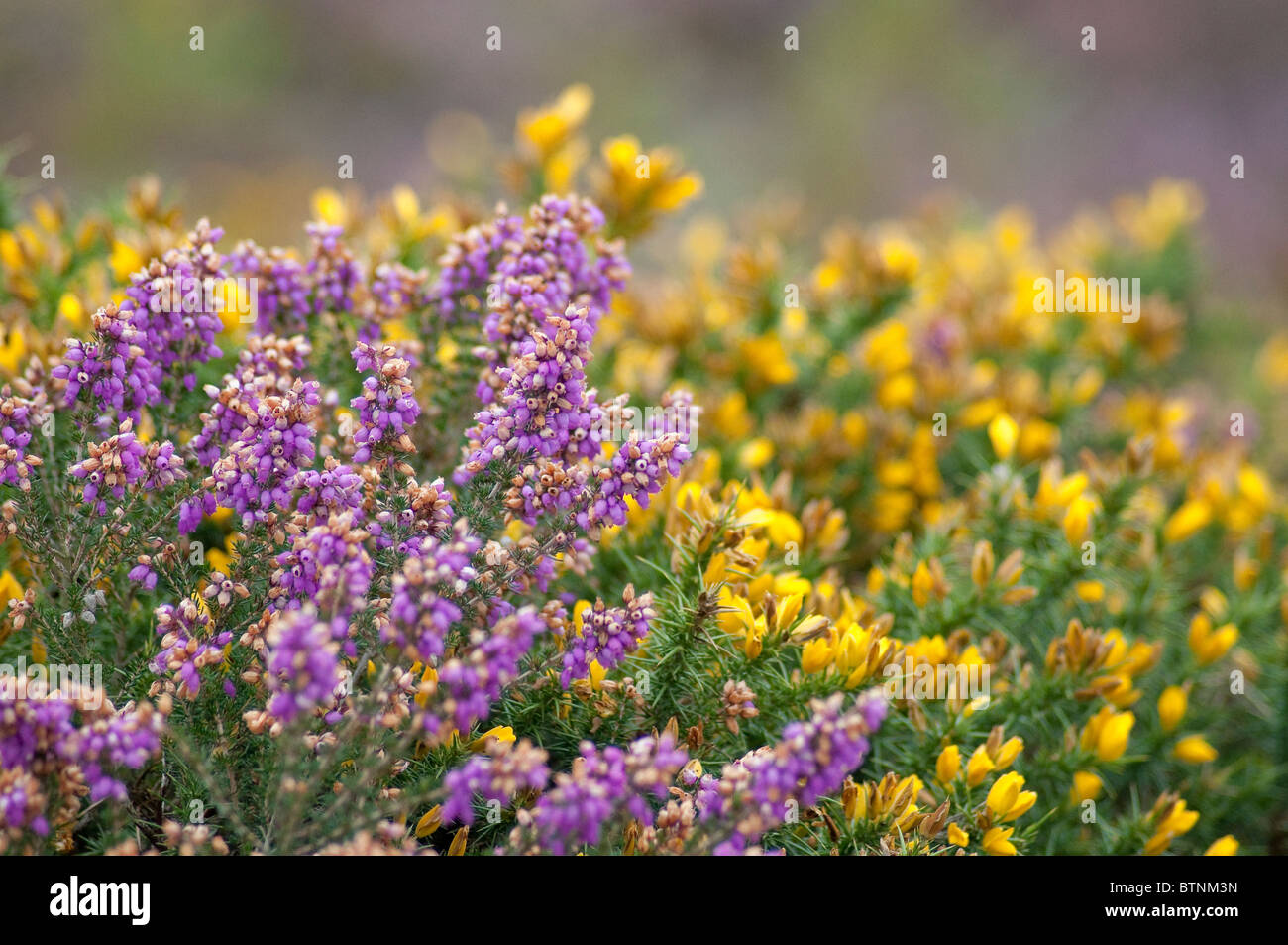 Heather and Gorse Exmoor Stock Photo - Alamy