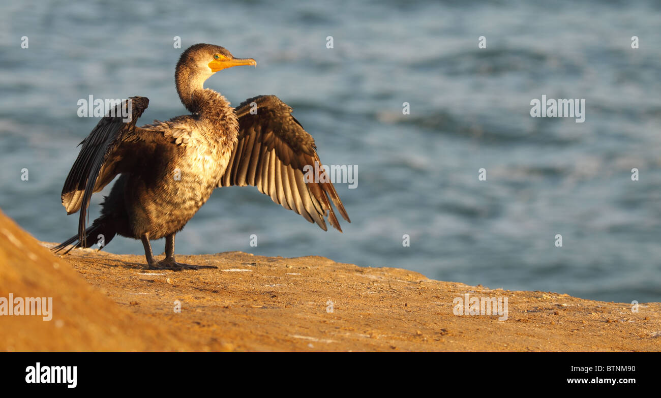 A Cormorant basking in the sun along the ocean shore Stock Photo - Alamy