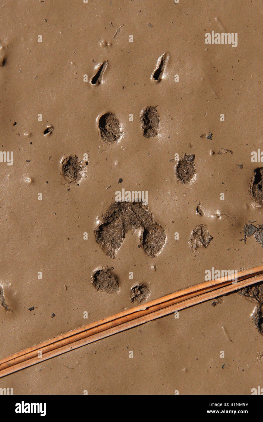The left front track of a Western Gray Squirrel in soft mud Stock Photo ...