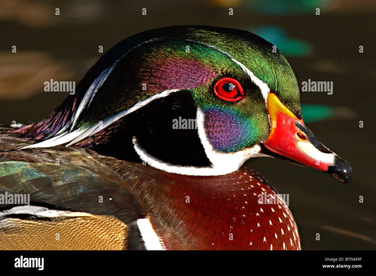 A Wood Duck drake showing off courtship colors Stock Photo - Alamy