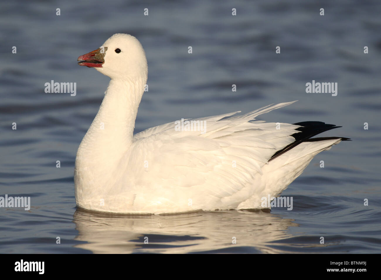 Ross goose hi-res stock photography and images - Alamy