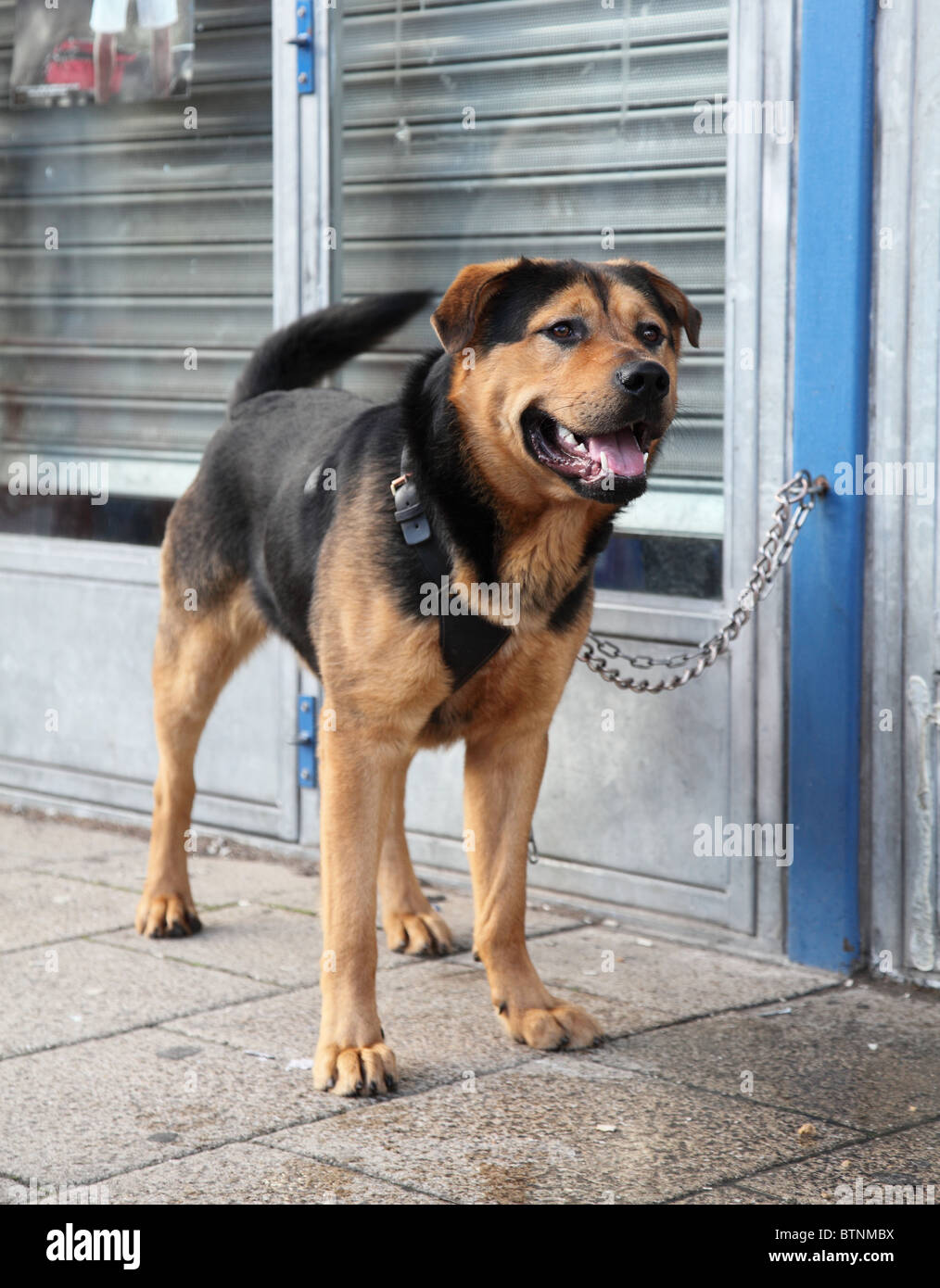 Dangerous Stray Dogs