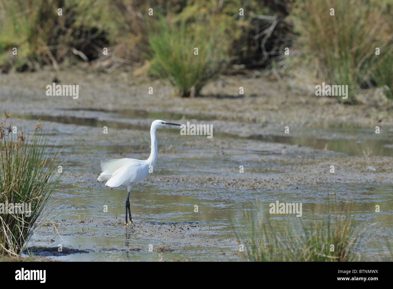 Little egret (Egretta garzetta - Ardea garzetta) looking for food in ...