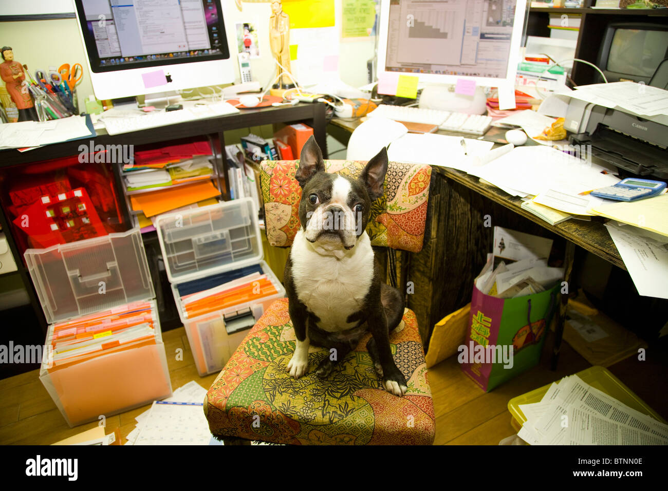 Boston terrier sitting at messy desk Stock Photo - Alamy