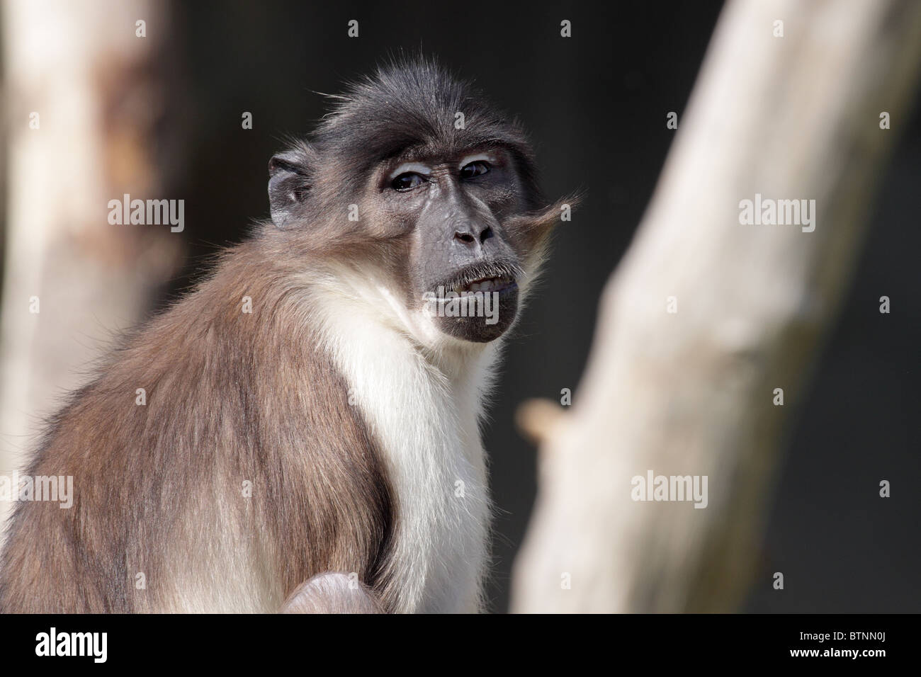 Monkey looking around Stock Photo - Alamy