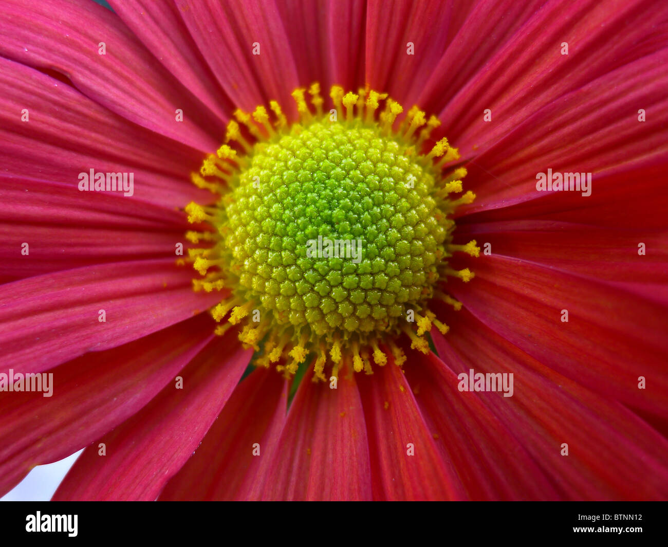 Middle petal hi-res stock photography and images - Alamy