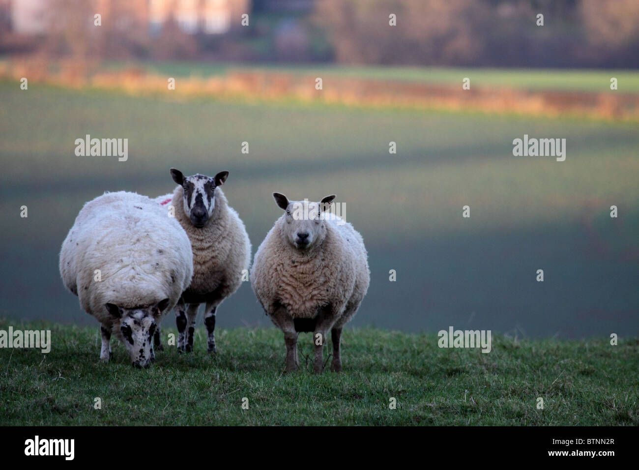 Sheep trio hi-res stock photography and images - Alamy