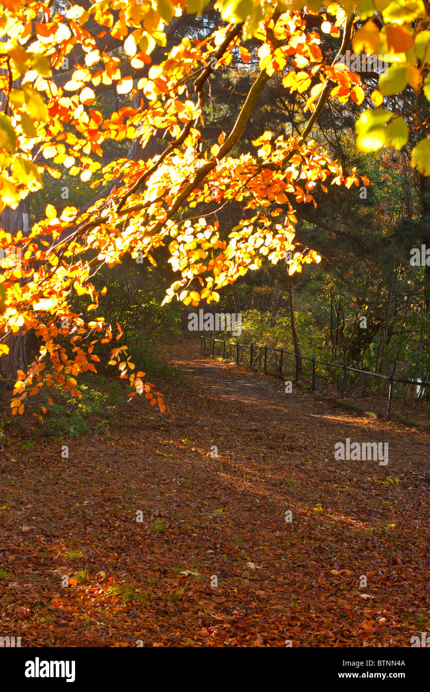 Autumn colors in the North of England Stock Photo - Alamy
