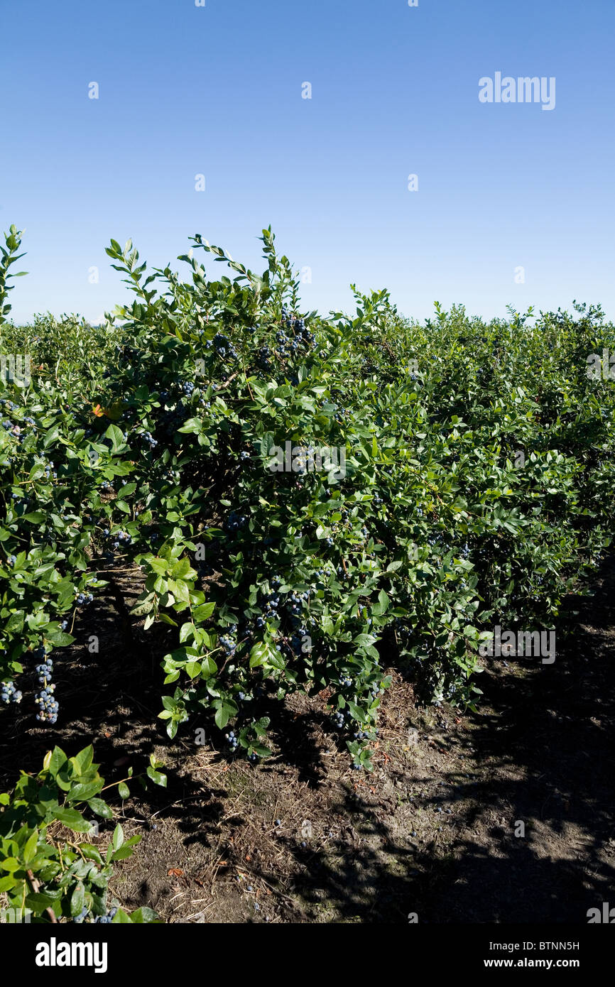 Blueberry tree hi-res stock photography and images - Alamy