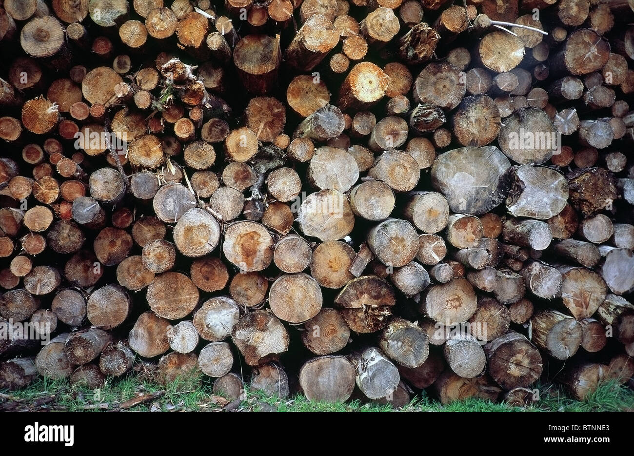 Felled tree trunks logs hi-res stock photography and images - Alamy