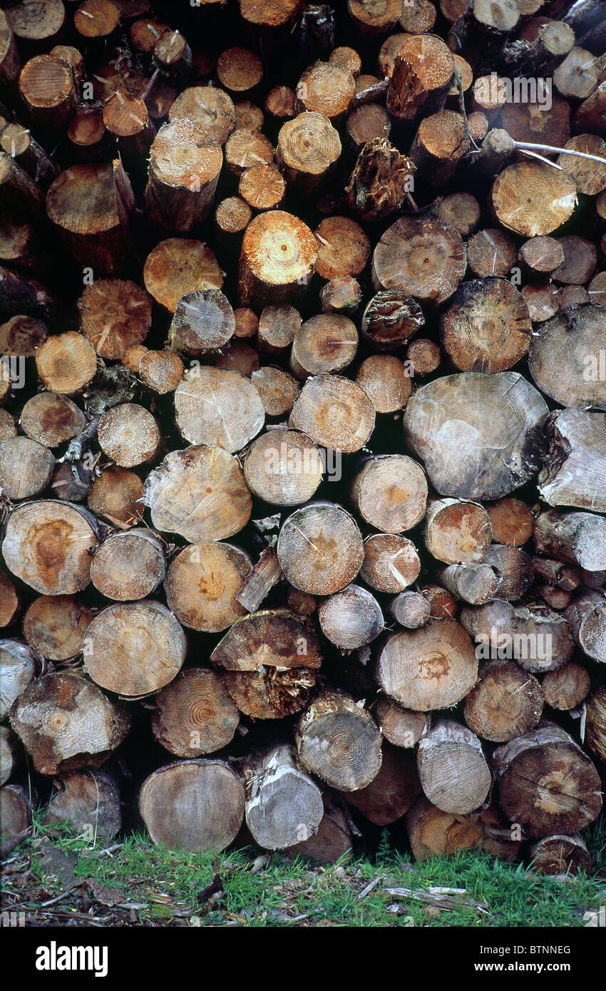 Felled timber tree trunks logs hi-res stock photography and images - Alamy
