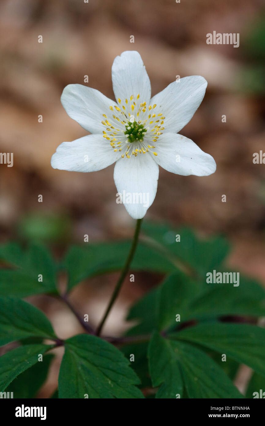 Flowering wood anemone Stock Photo - Alamy