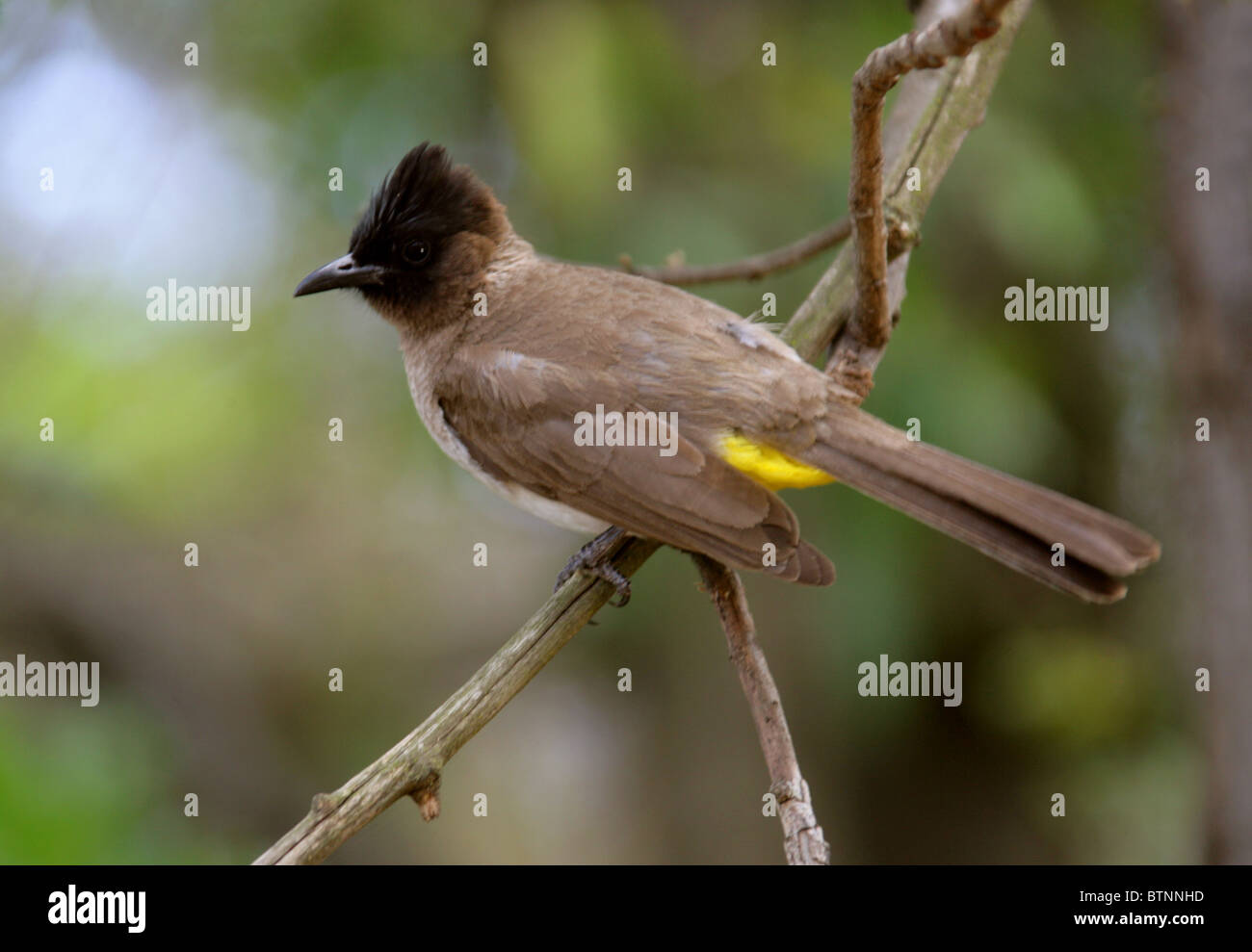Pycnonotus barbatus bird birds hi-res stock photography and images - Alamy