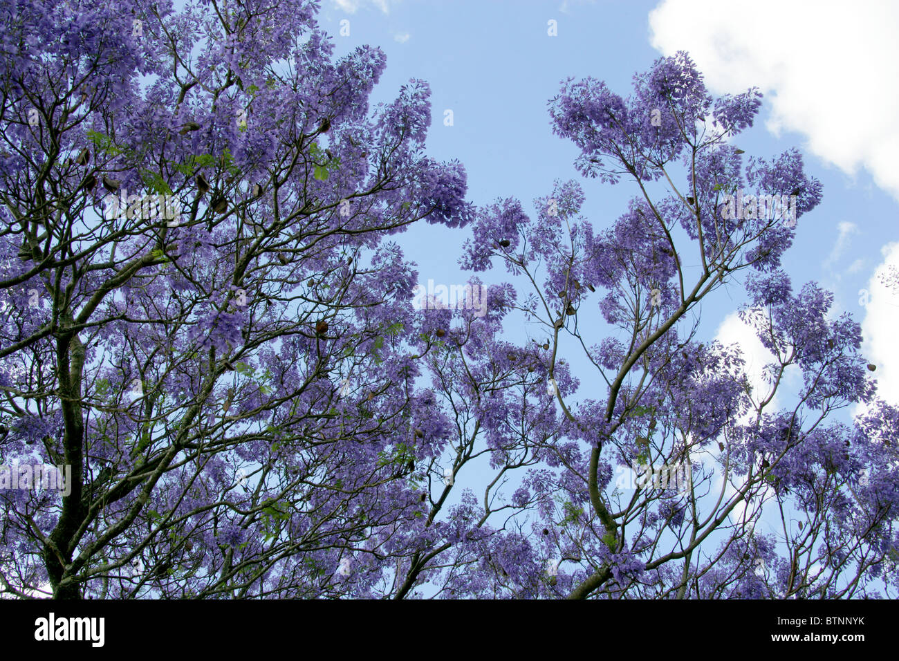 Blue Jacaranda, Jacaranda mimosifolia, Bignoniaceae. Aka Black Poui, (J ...