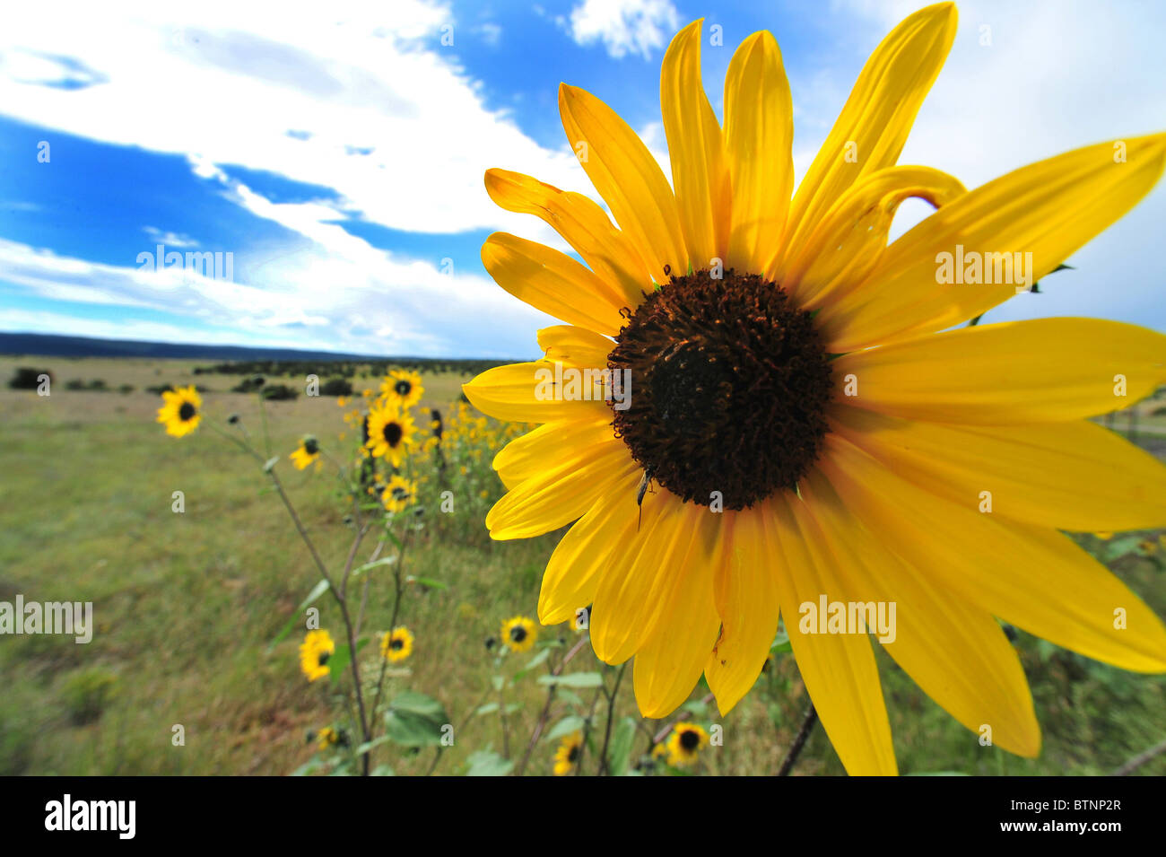 Giant sunflower hi-res stock photography and images - Alamy