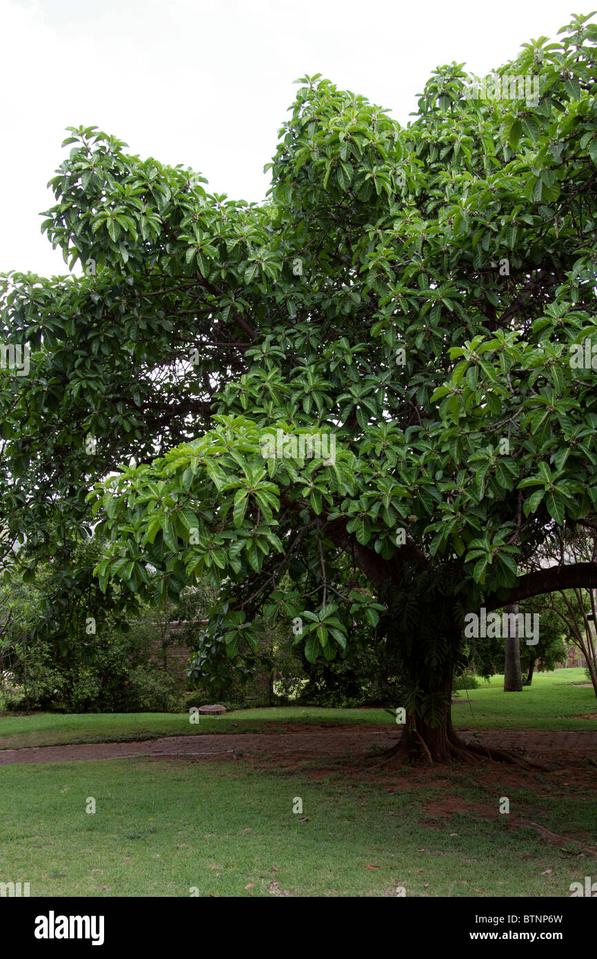 Large Fig Tree in the Grounds of a Hotel, South Africa Stock Photo - Alamy