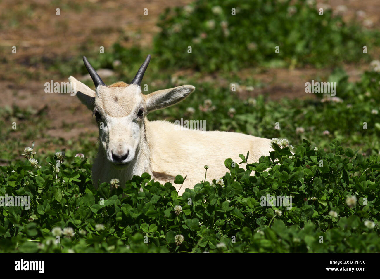 Baby addax in grass Stock Photo - Alamy