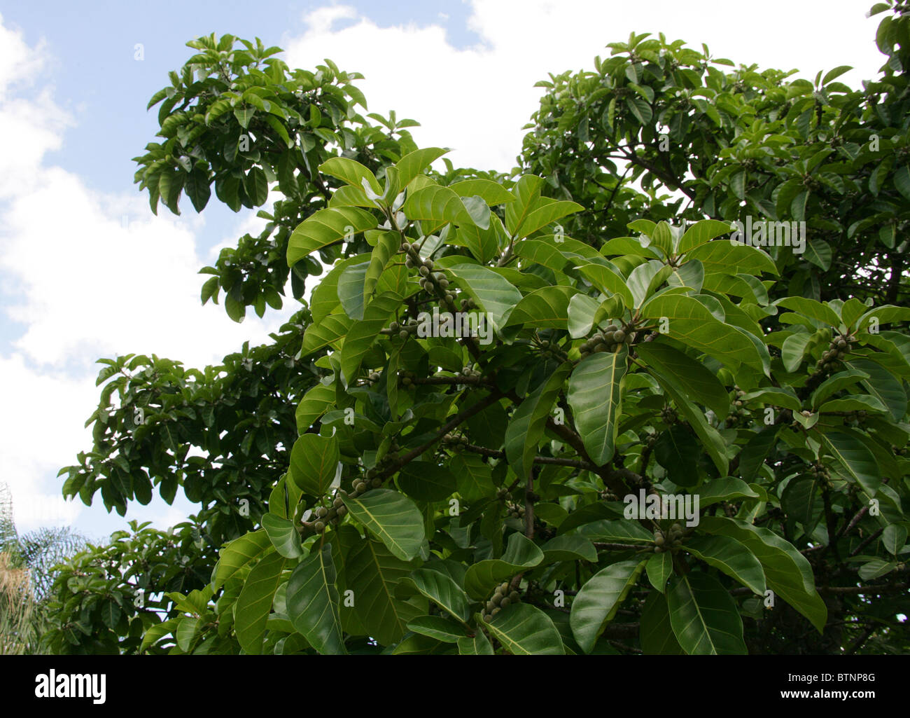Large Fig Tree in the Grounds of a Hotel, South Africa Stock Photo - Alamy