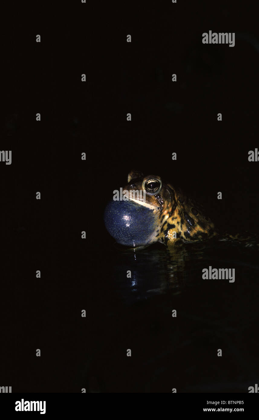 American Toad Bufo americanus calling from pond at night. Ontario ...