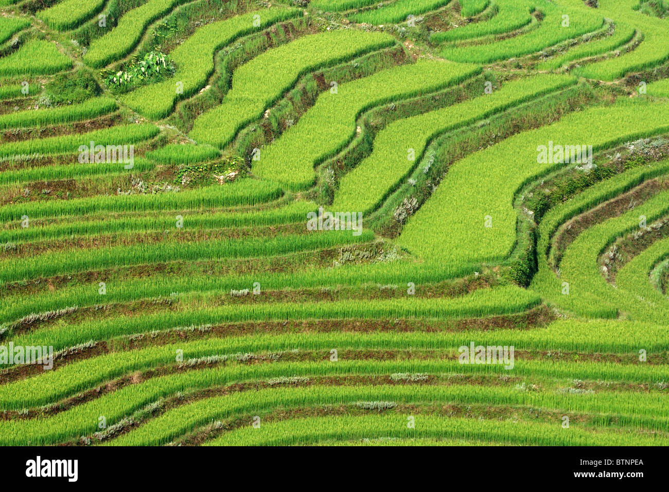 Yuanyang Hani Rice Terraces, China Stock Photo - Alamy