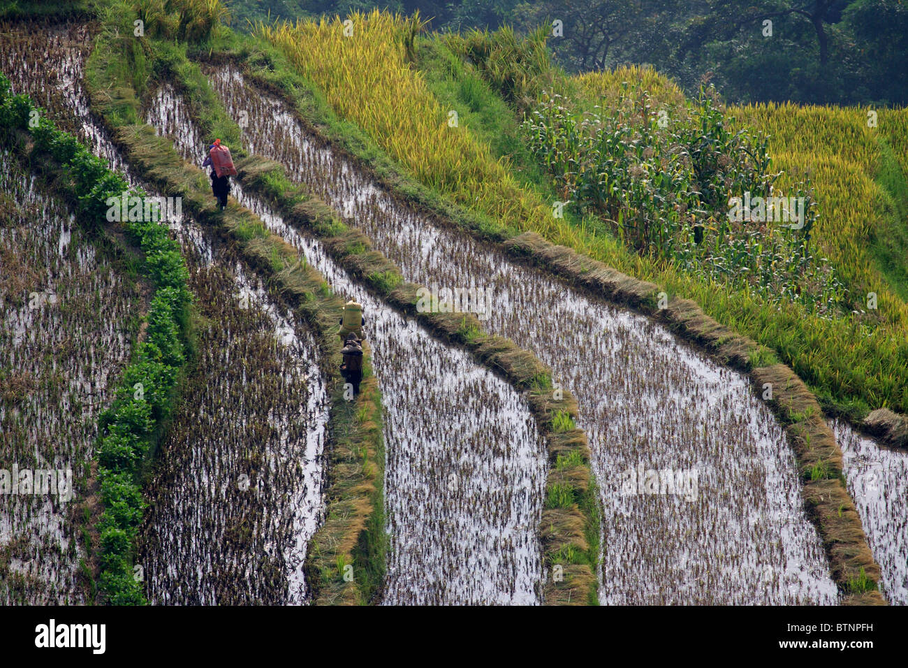 Yuanyang Hani Rice Terraces, China Stock Photo - Alamy