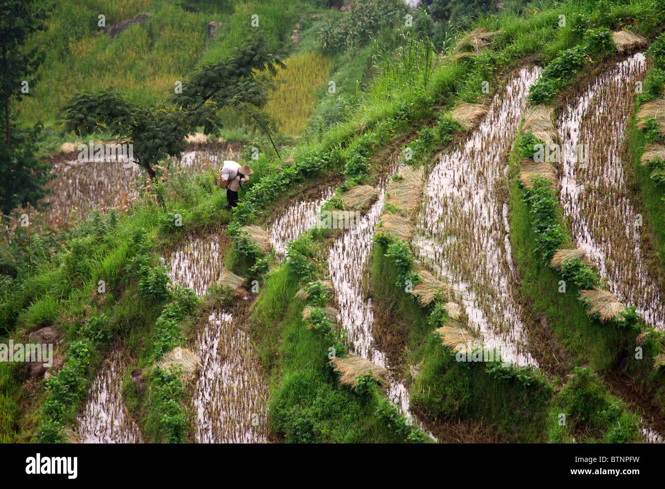 Yuanyang Hani Rice Terraces, China Stock Photo - Alamy
