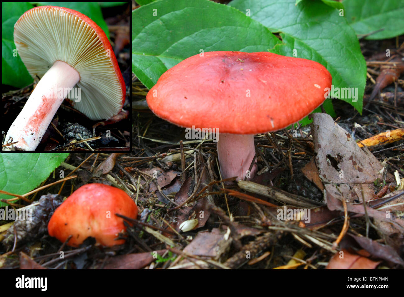 Wild mushroom, Emetic Russula or Rosy Russula: Bright red cap, white ...