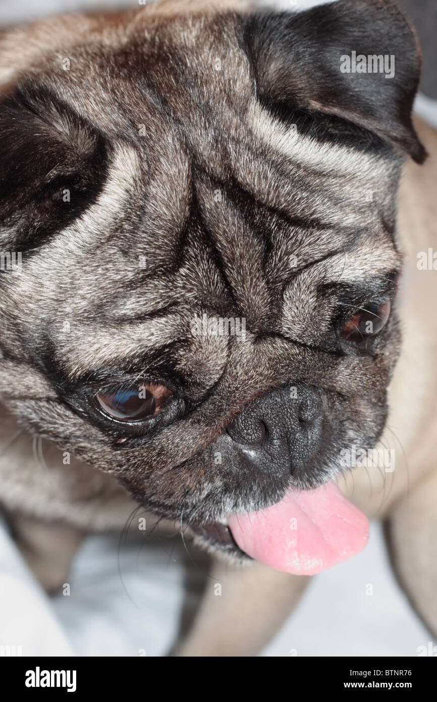 Cute Pug's Face Stock Photo - Alamy