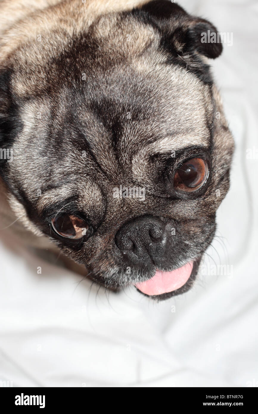 A Pug's Smile Stock Photo - Alamy