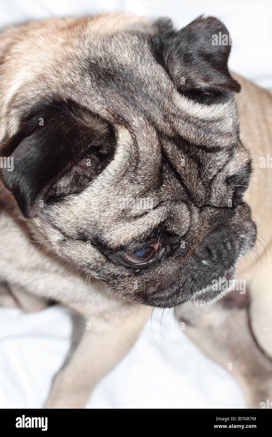 Canine pug hi-res stock photography and images - Alamy