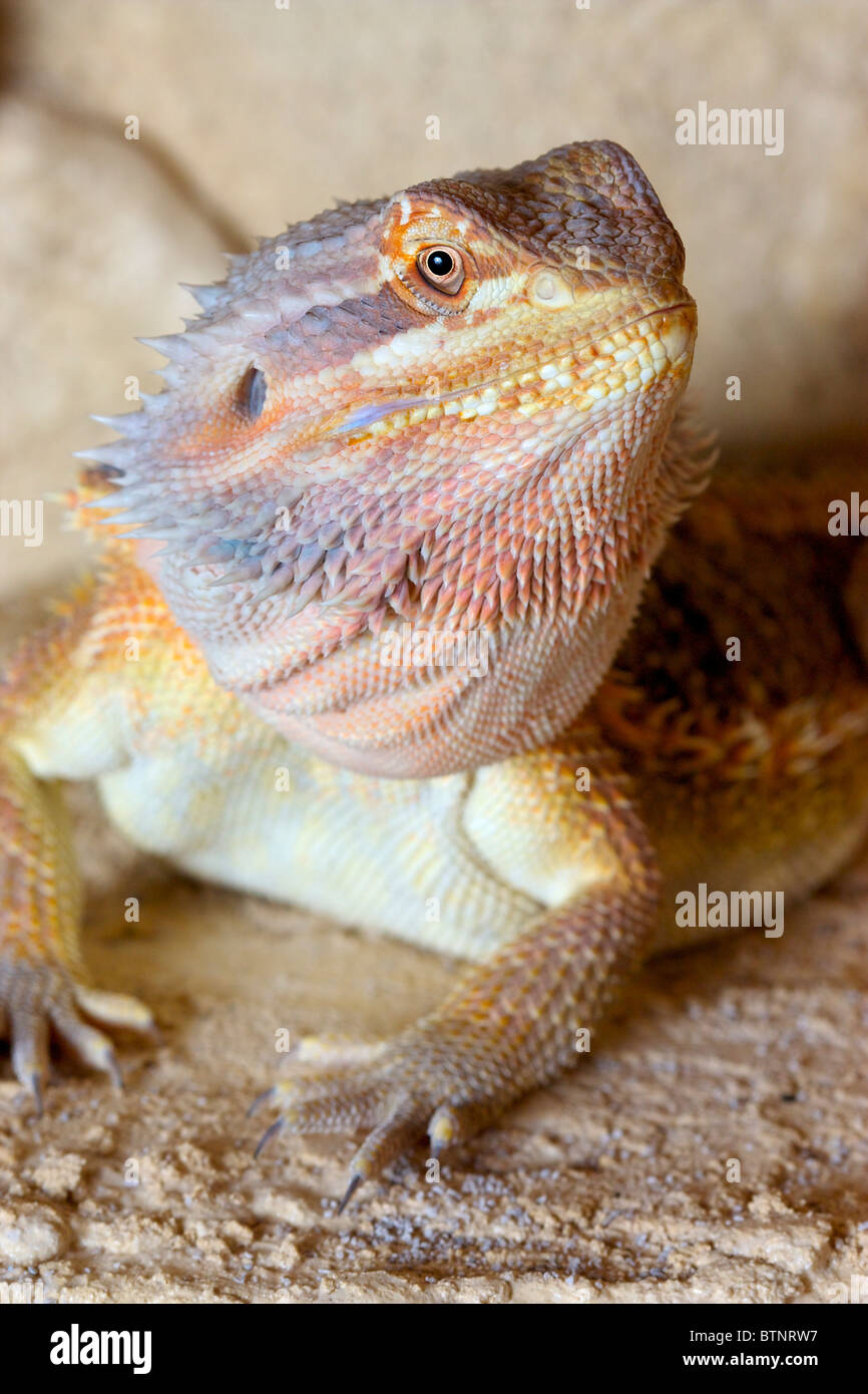 Bearded Dragon (Pogona vitticeps Stock Photo - Alamy