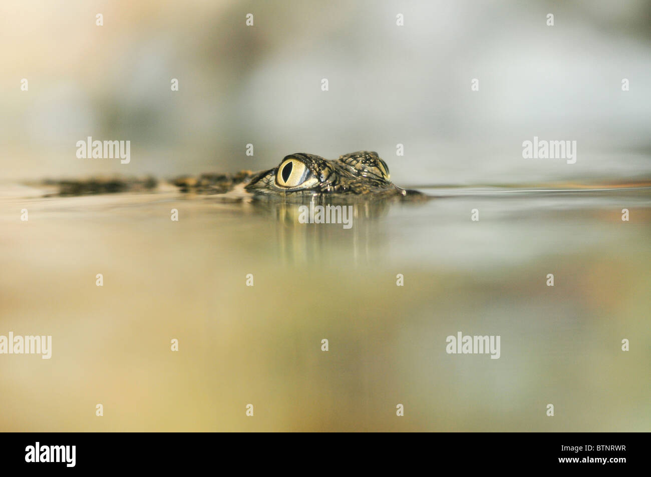 Alligators breeding farm hi-res stock photography and images - Alamy