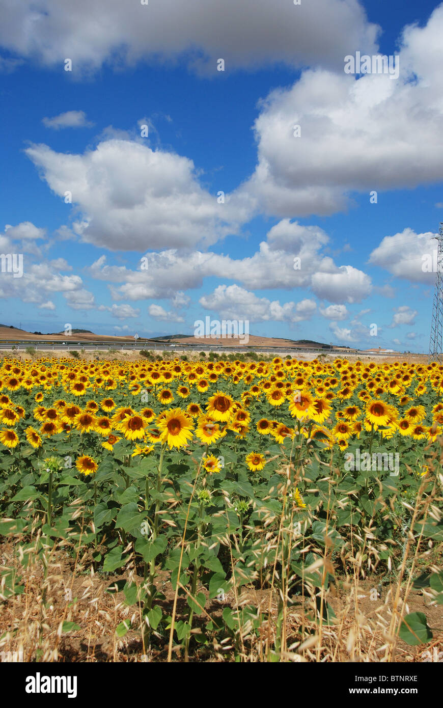 Sunflower field, Near Medina Sidonia, Cadiz Province, Andalucia, Spain ...
