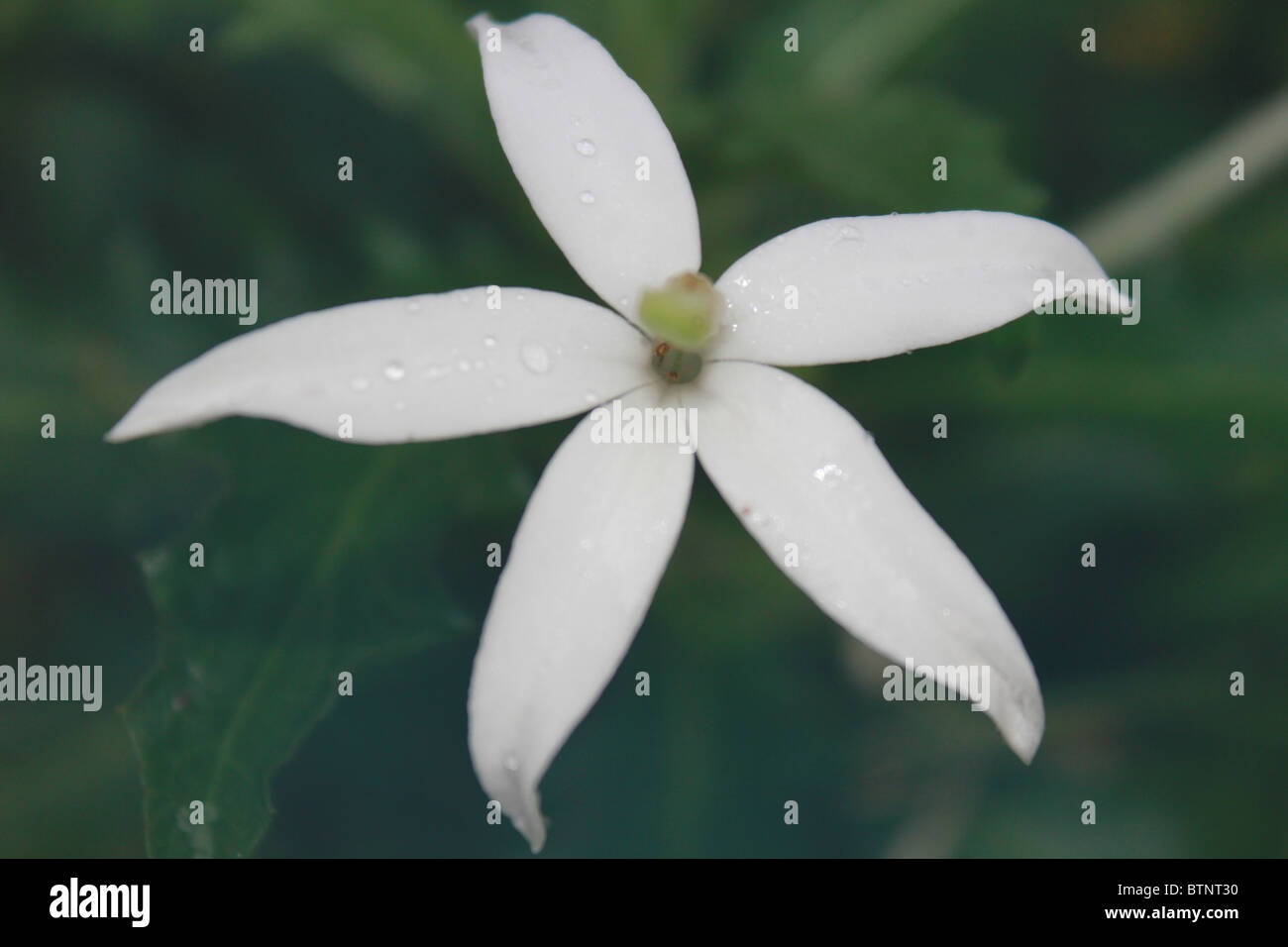 Bunga liar hi-res stock photography and images - Alamy