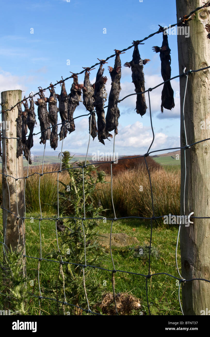 Moles strung up on wire fence hi-res stock photography and images - Alamy