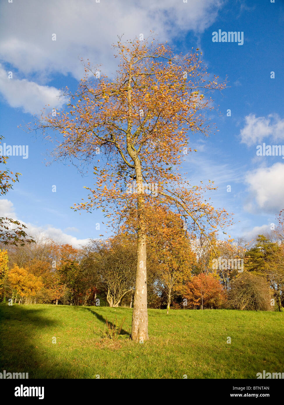 Platanus orientalis hi-res stock photography and images - Alamy