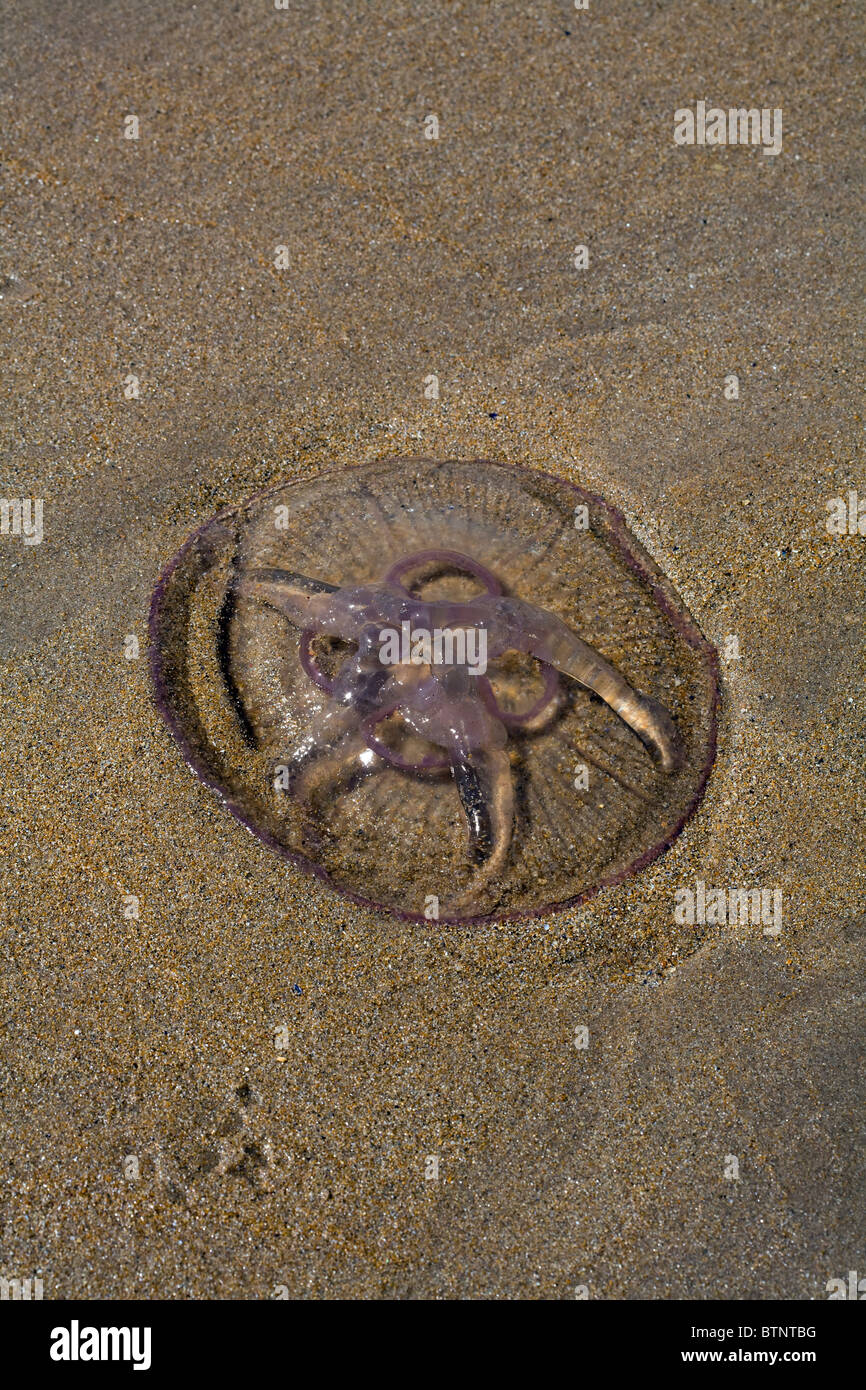 Common Moon Jellyfish washed up on the beach at Embleton Bay ...