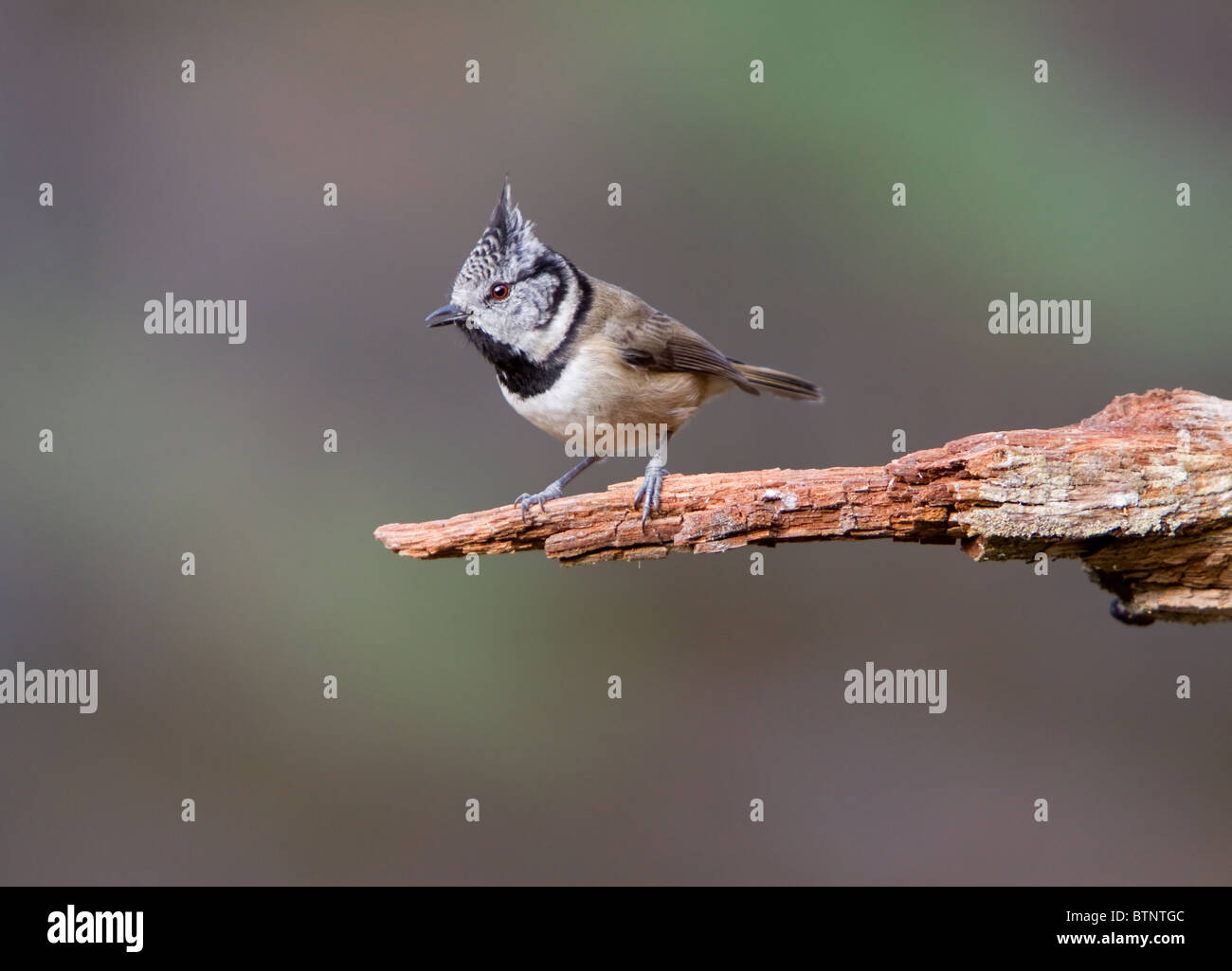 Crested tit, Lophophanes cristatus Stock Photo - Alamy