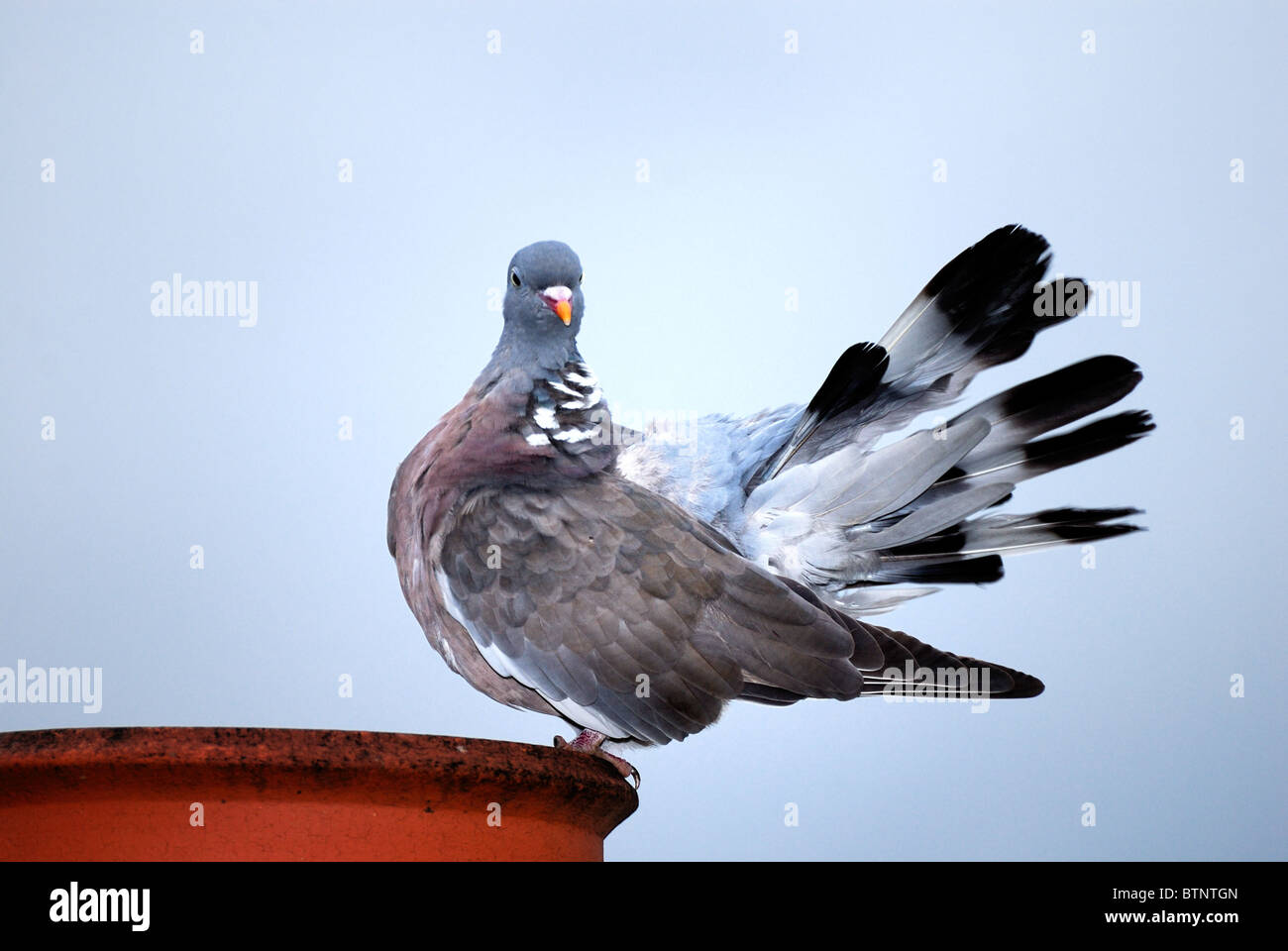 Close up of Wood Pigeon preening Stock Photo - Alamy