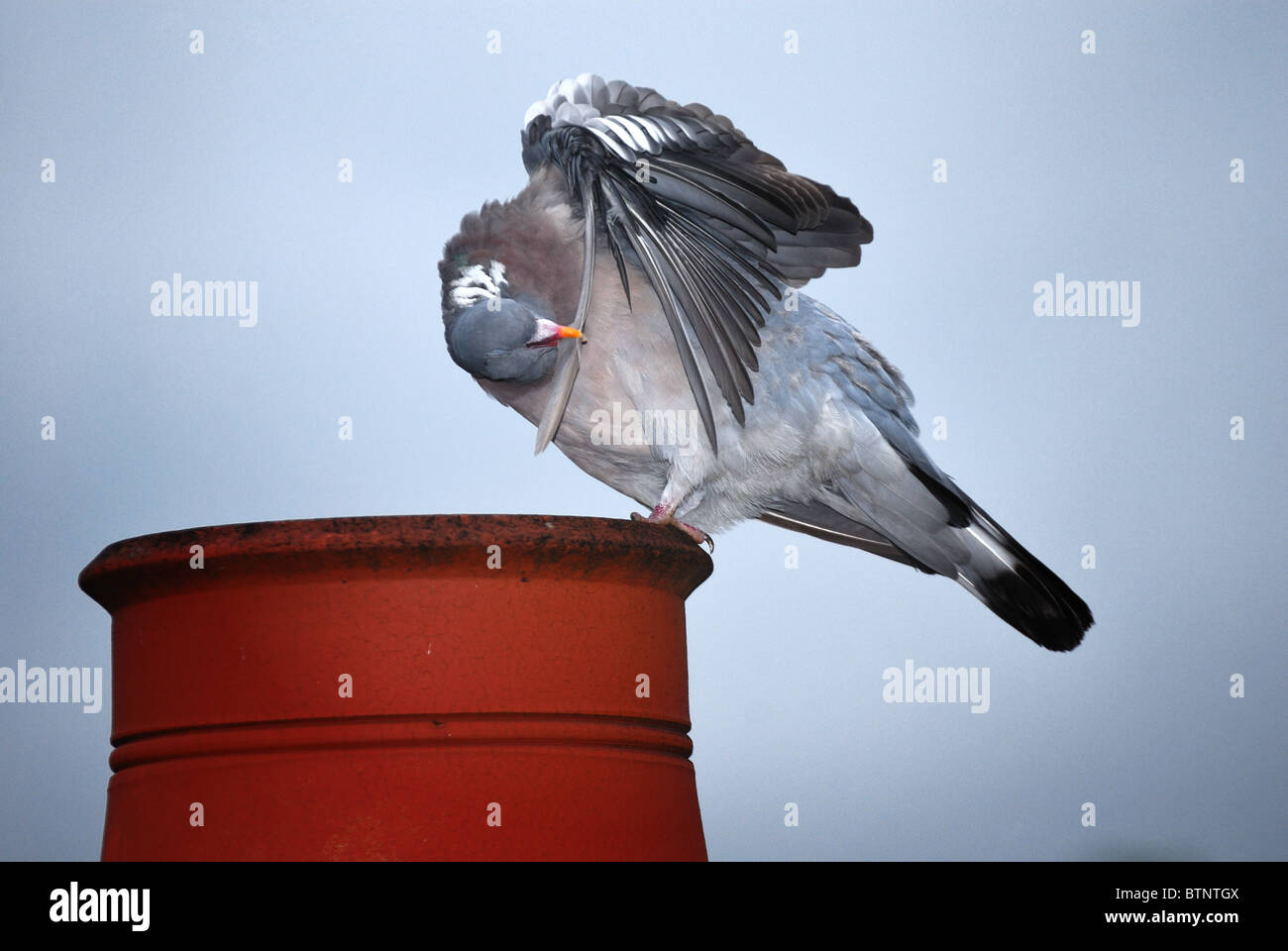 Preening pigeon hi-res stock photography and images - Alamy