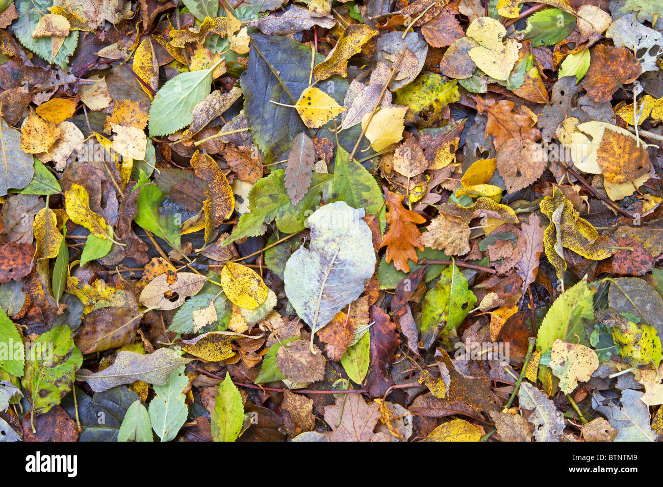 Multi coloured autumn leaves Stock Photo - Alamy