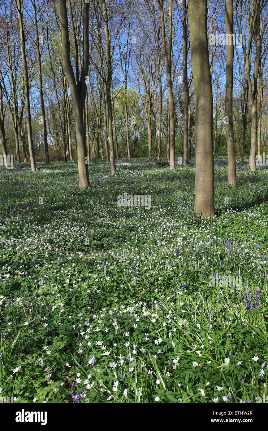 Woodland scenery hi-res stock photography and images - Alamy