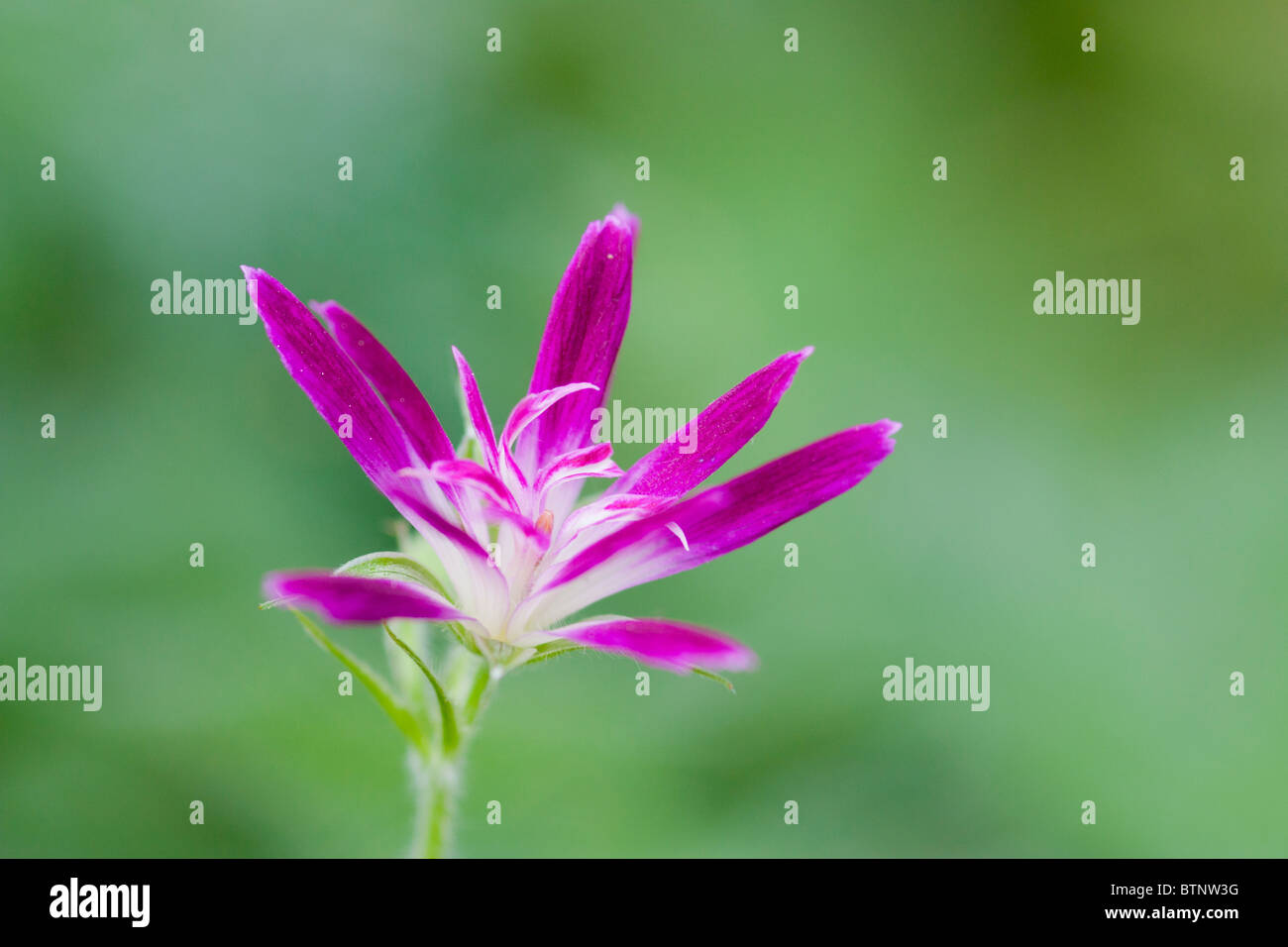Purple geranium hi-res stock photography and images - Alamy