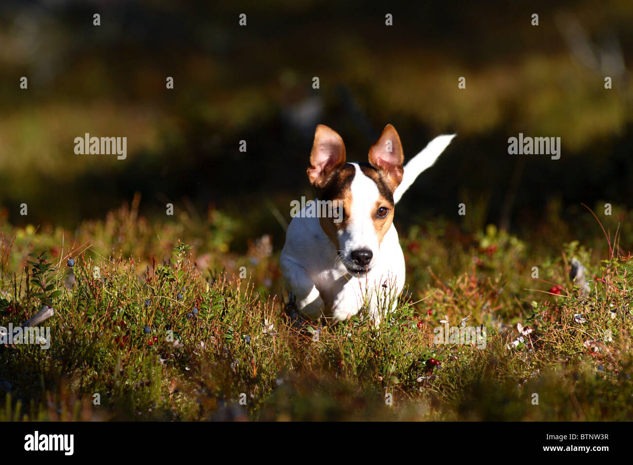 dog running towards camera Stock Photo - Alamy