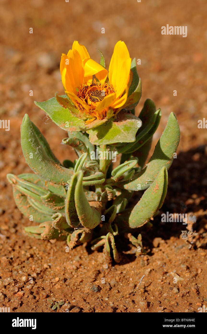 Didelta carnosa in habitat, Perdeblom, Richtersveld, South Africa Stock ...