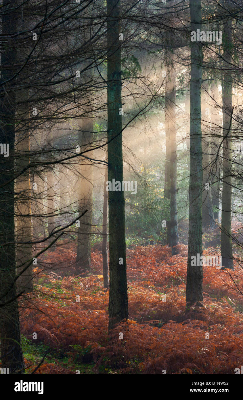 Orange sunbeams hi-res stock photography and images - Alamy