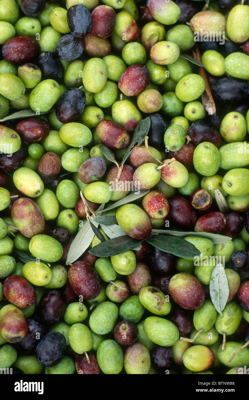 Leccino hi-res stock photography and images - Alamy