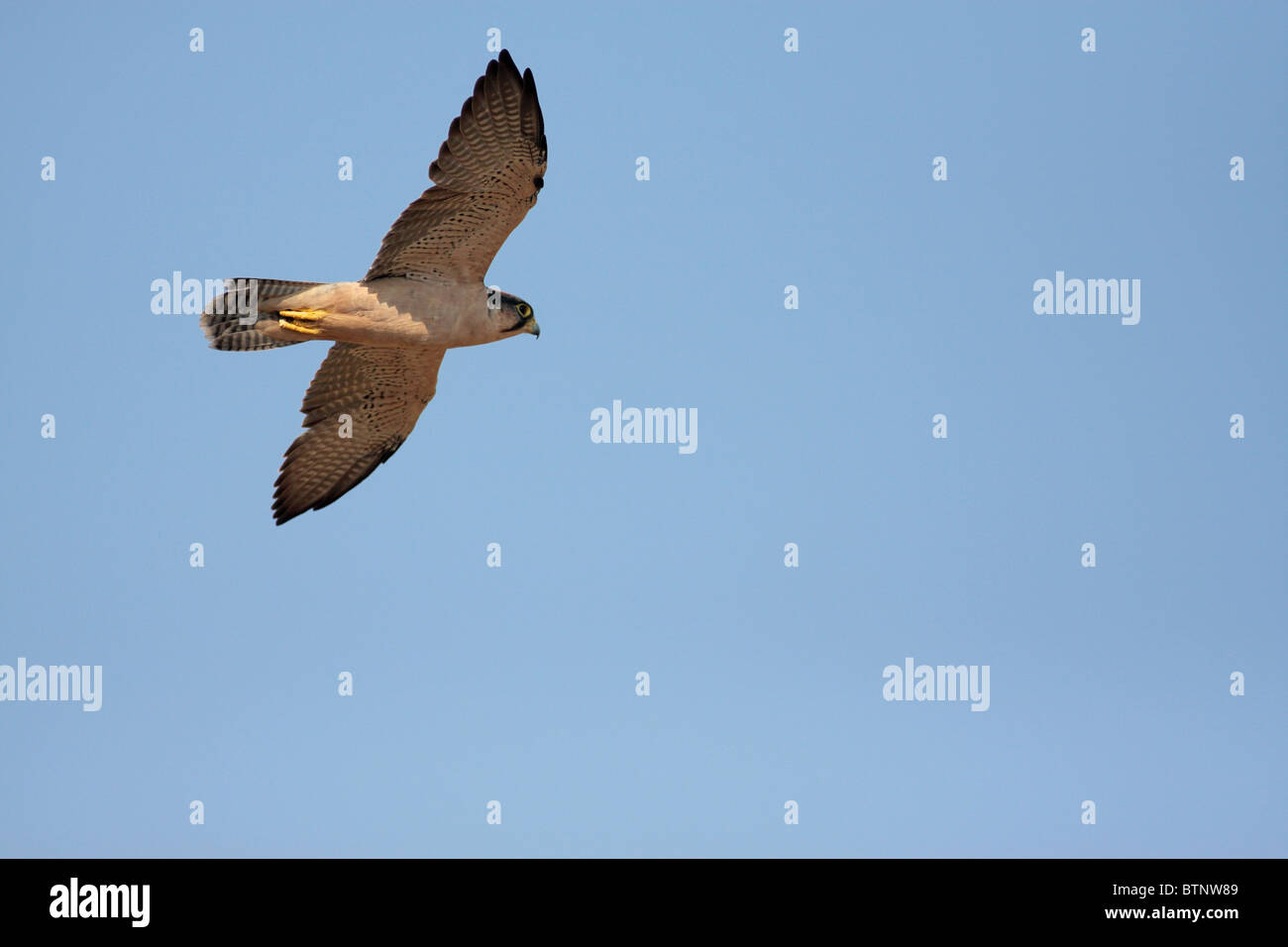 falcon flying against blue sky Stock Photo - Alamy
